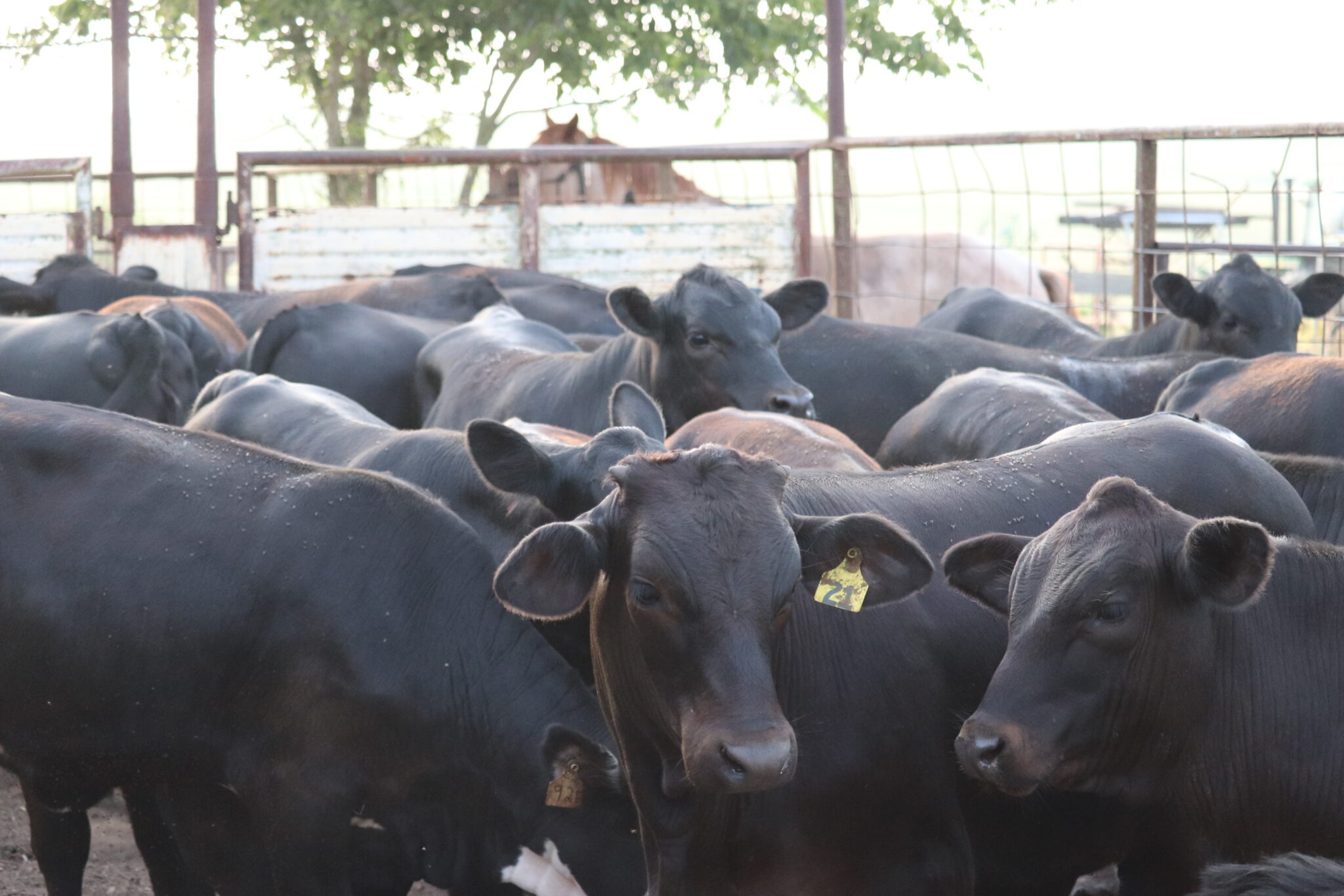 Backgrounding Calves – Is it worth it? - Texas Farm & Ranch Solution LLC