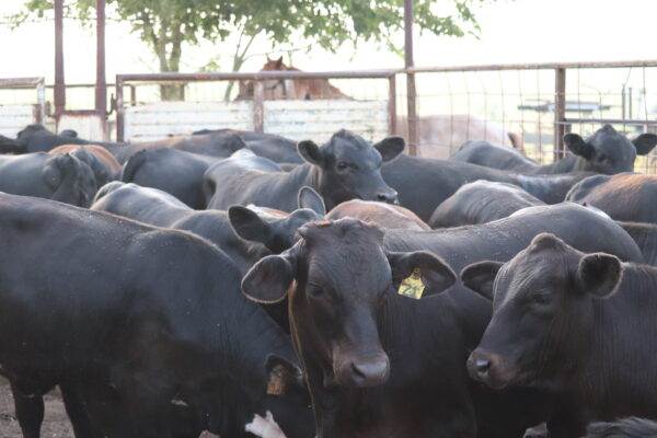 Backgrounding Calves – Is it worth it? - Texas Farm & Ranch Solution LLC