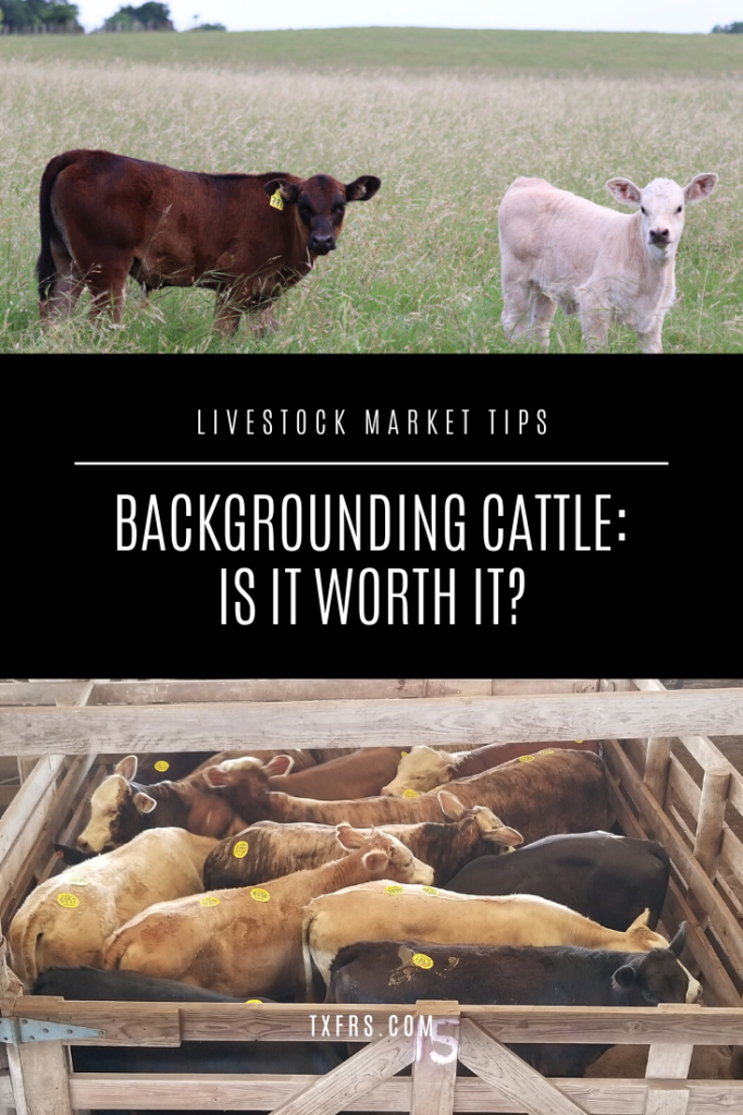 Backgrounding Calves - Is it worth it? - Texas Farm & Ranch Solution LLC