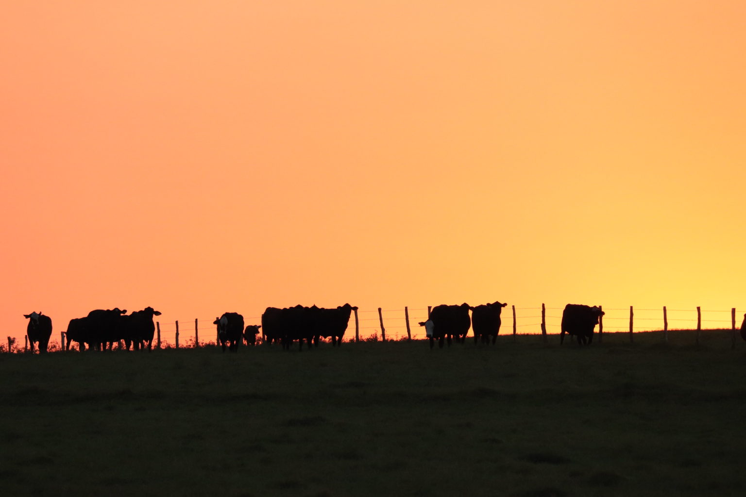 Backgrounding Calves – Is it worth it? - Texas Farm & Ranch Solution LLC